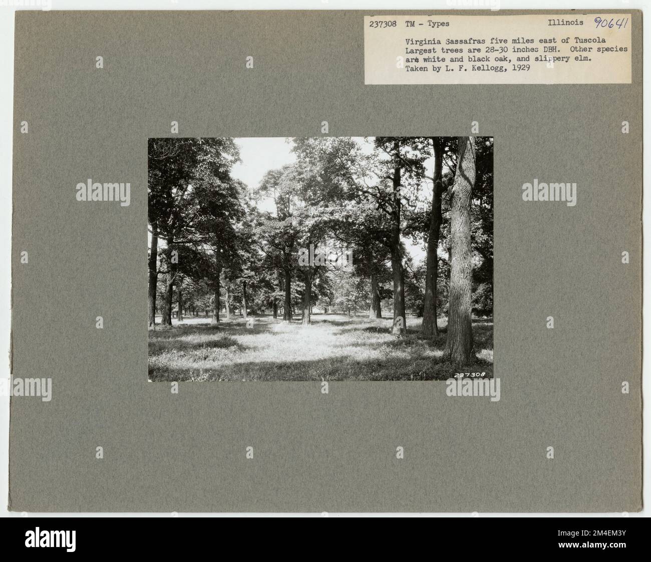 Timber Management: Types - Illinois. Photographs Relating to National ...