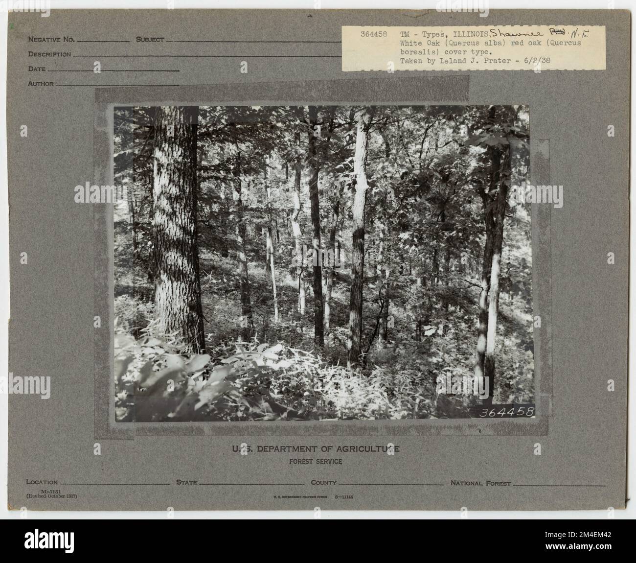 Timber Management: Types - Illinois. Photographs Relating to National ...