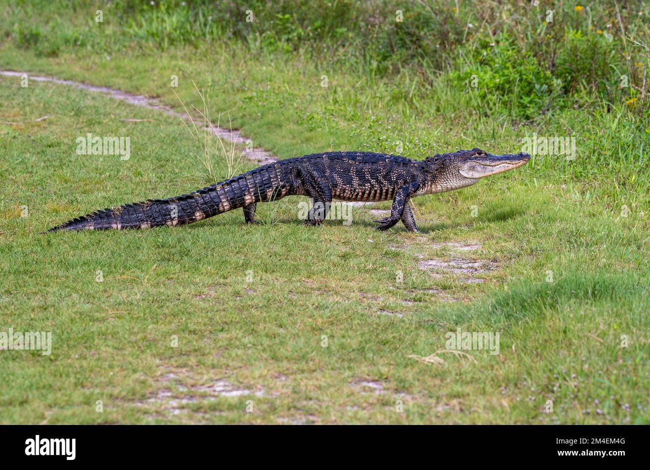 A wild alligator in a Florida swamp Stock Photo - Alamy