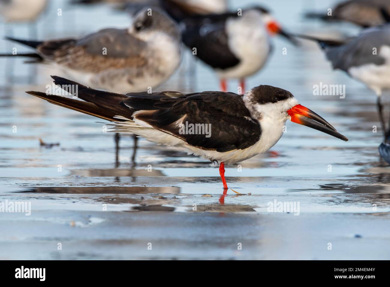 Black skimmers congregate on a beach in Florida Stock Photo - Alamy