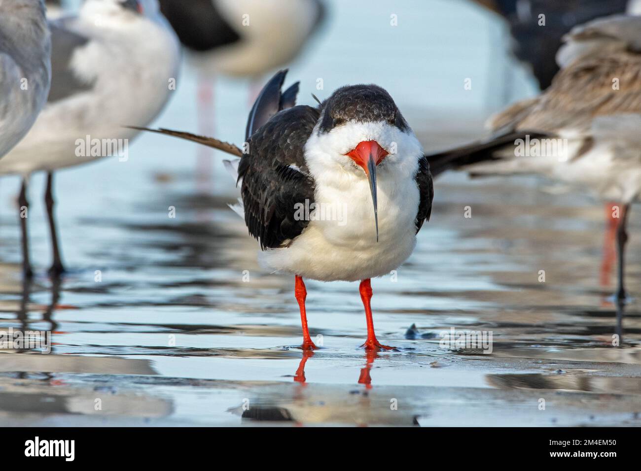 Black skimmers congregate on a beach in Florida Stock Photo - Alamy
