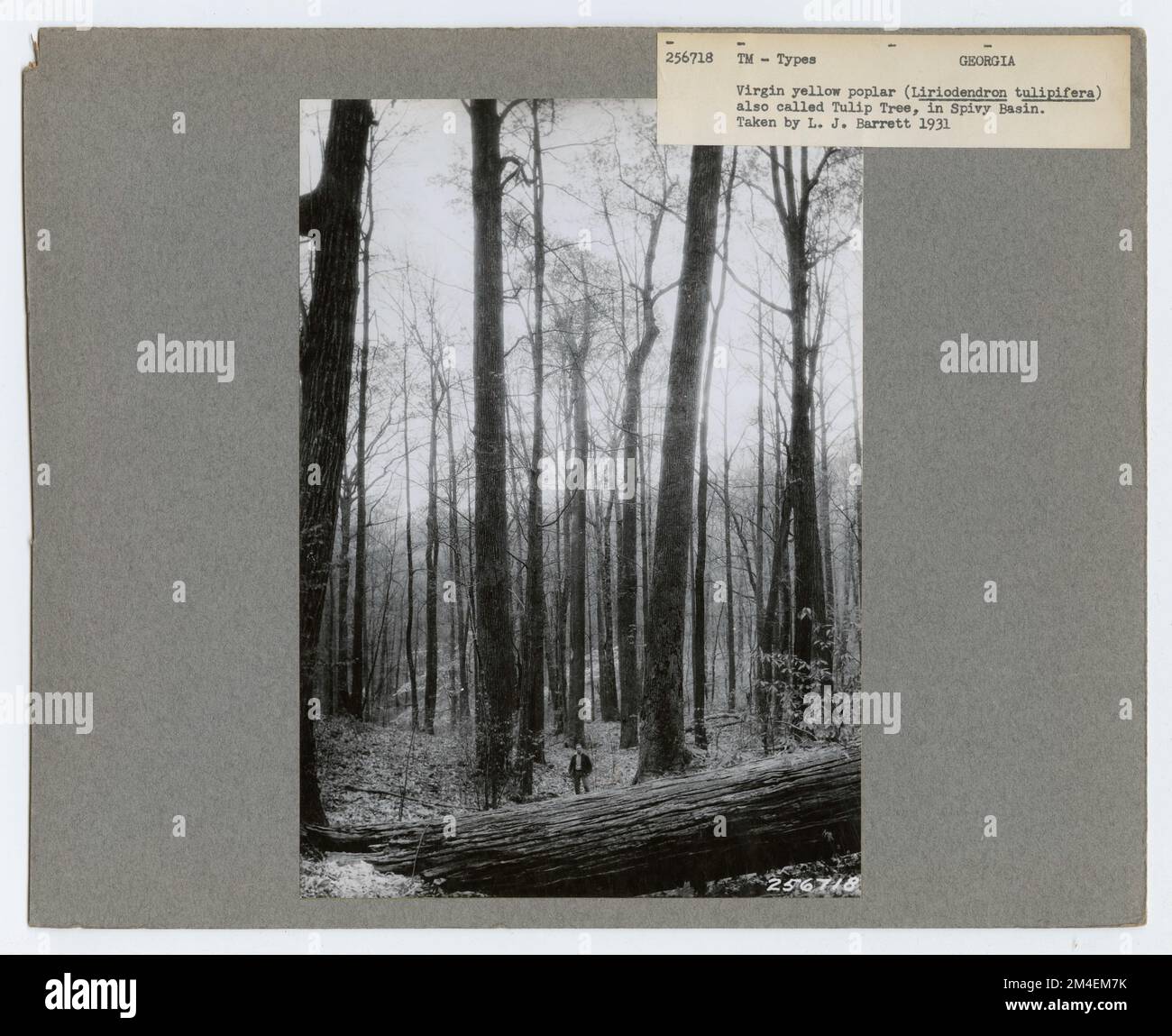 Timber Management: Types - Georgia. Photographs Relating to National ...