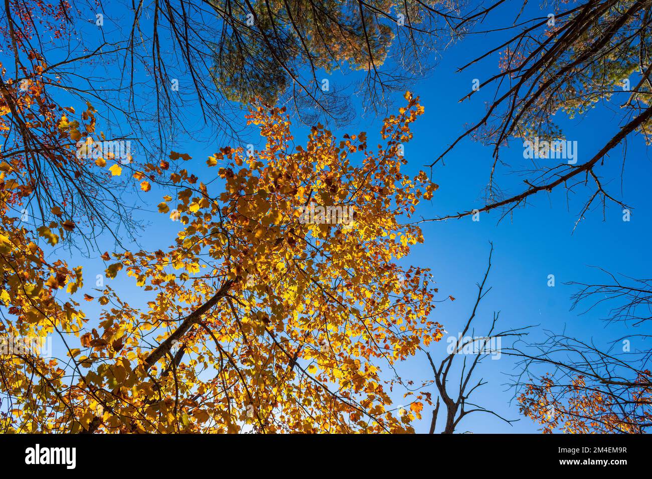 The canopy of a red maple tree (Acer rubrum) at peak fall foliage, in golden colors, surrounded ...