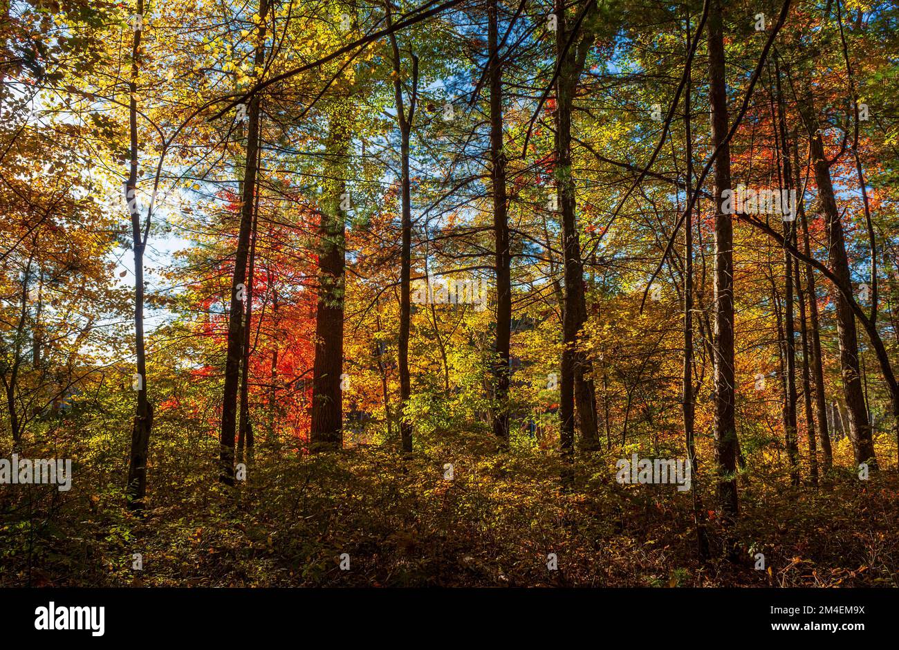 Mixed forest with trees in peak fall colors, in shades of brilliant ...