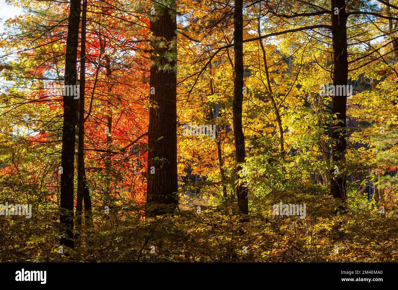 Mixed forest with trees in peak fall colors, in shades of brilliant ...