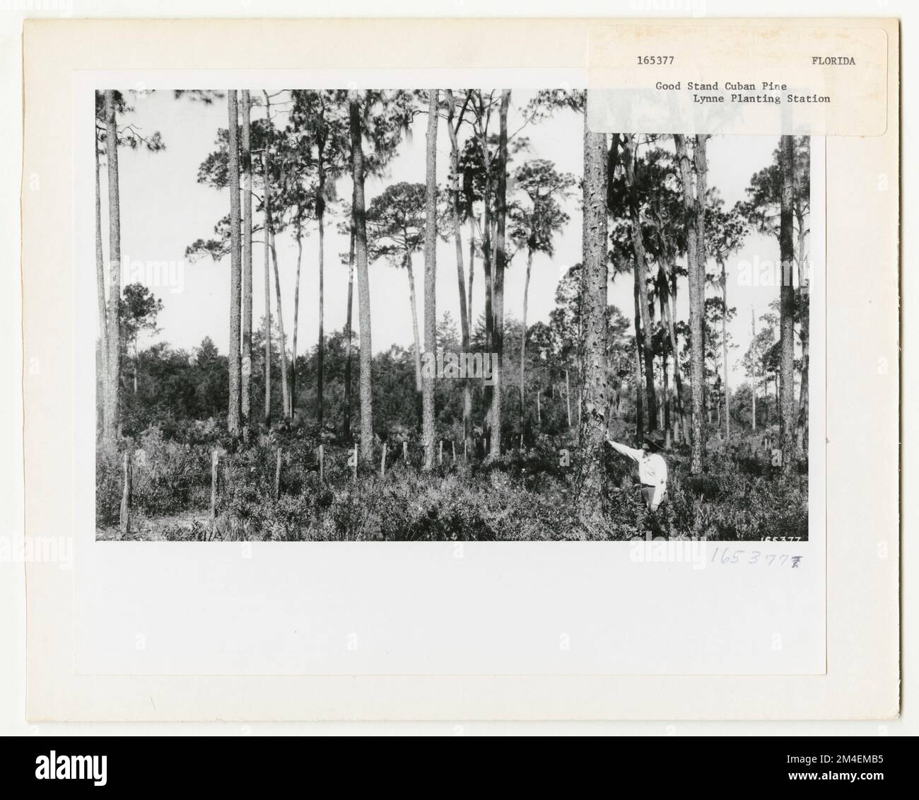 Timber Management: Types - Florida. Photographs Relating to National ...