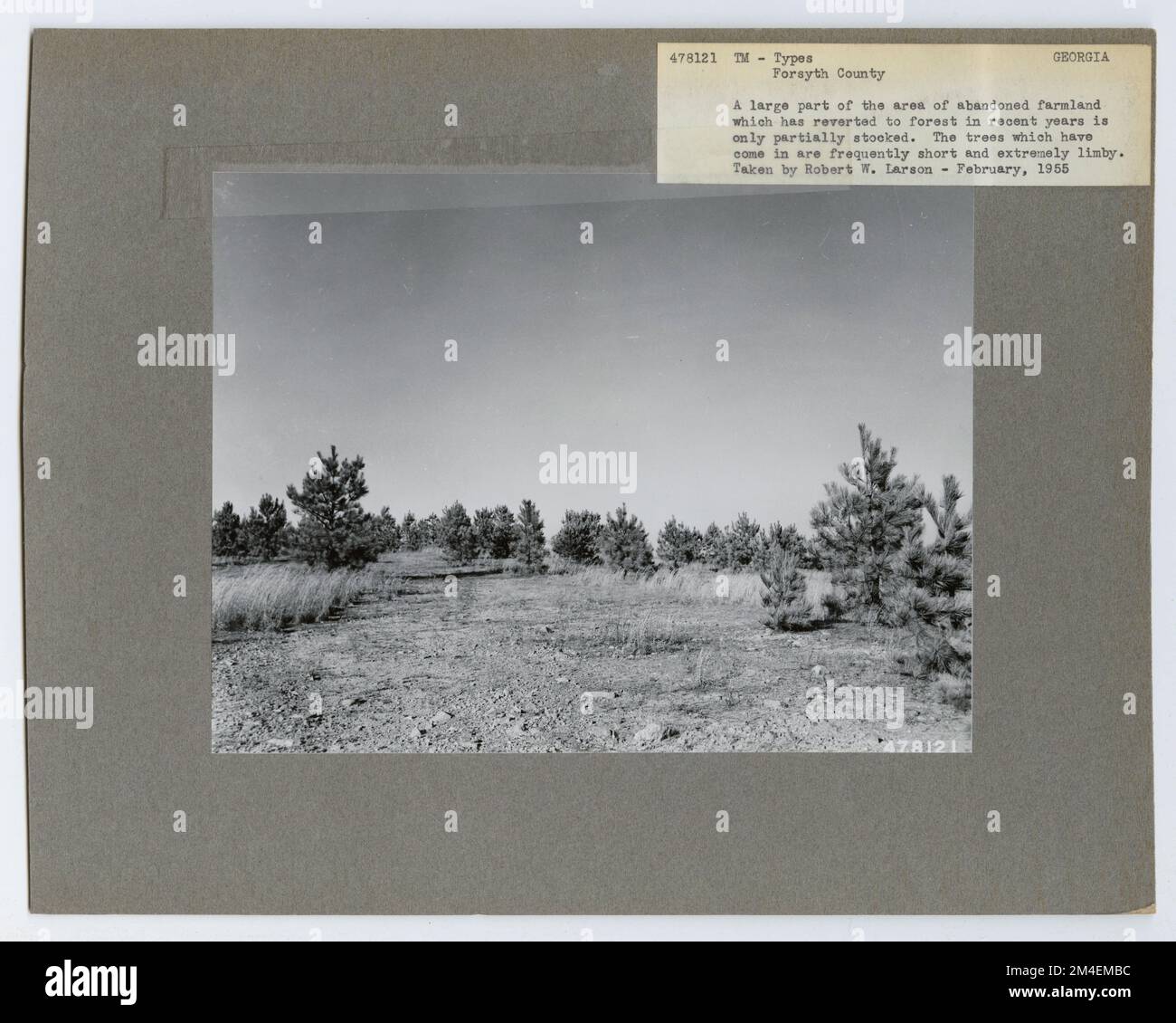 Timber Management: Types - Georgia. Photographs Relating to National ...