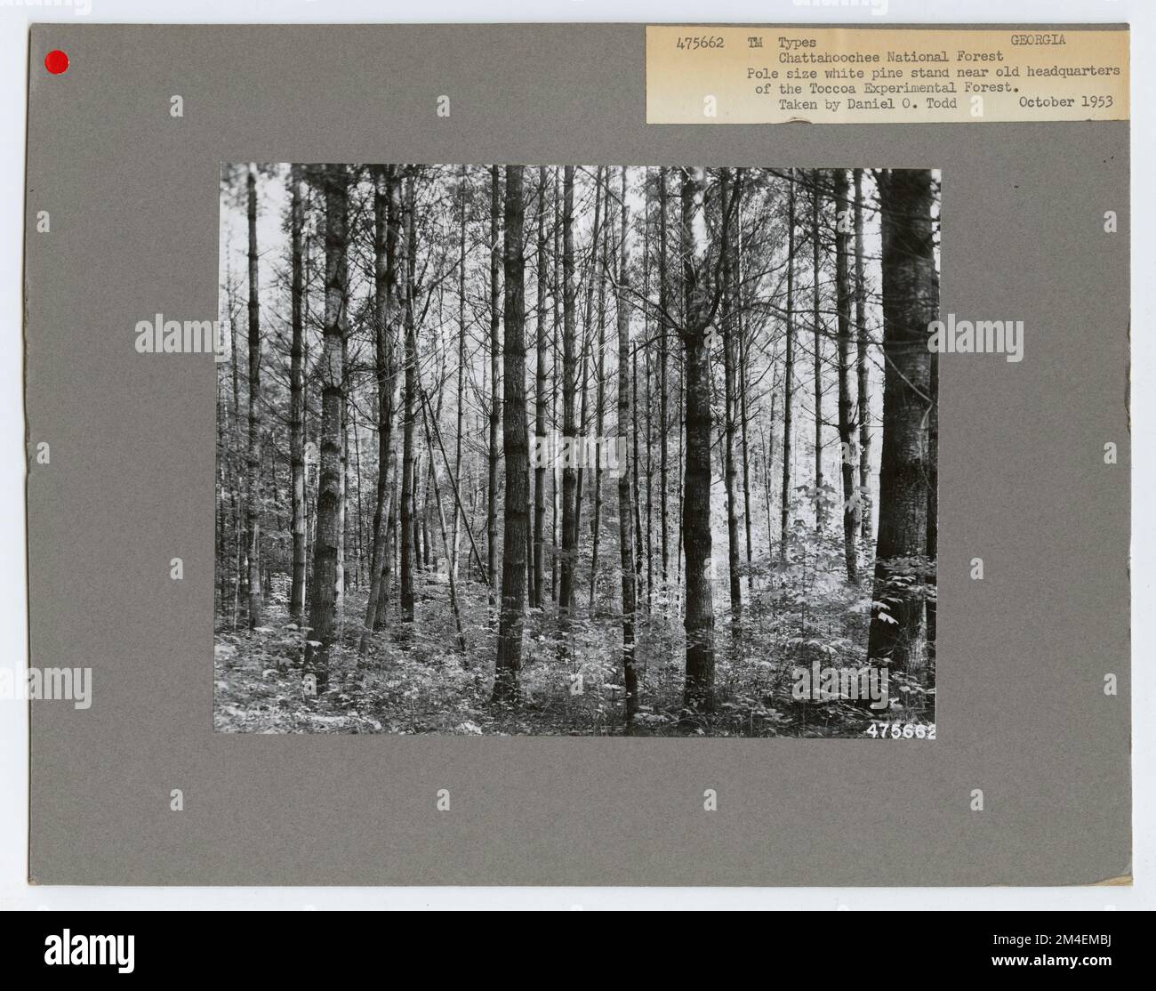 Timber Management: Types - Georgia. Photographs Relating to National ...