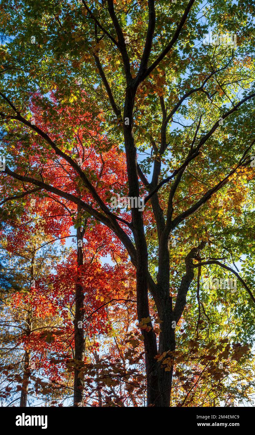 The canopy of an oak tree and a red maple tree, with leaves changing ...