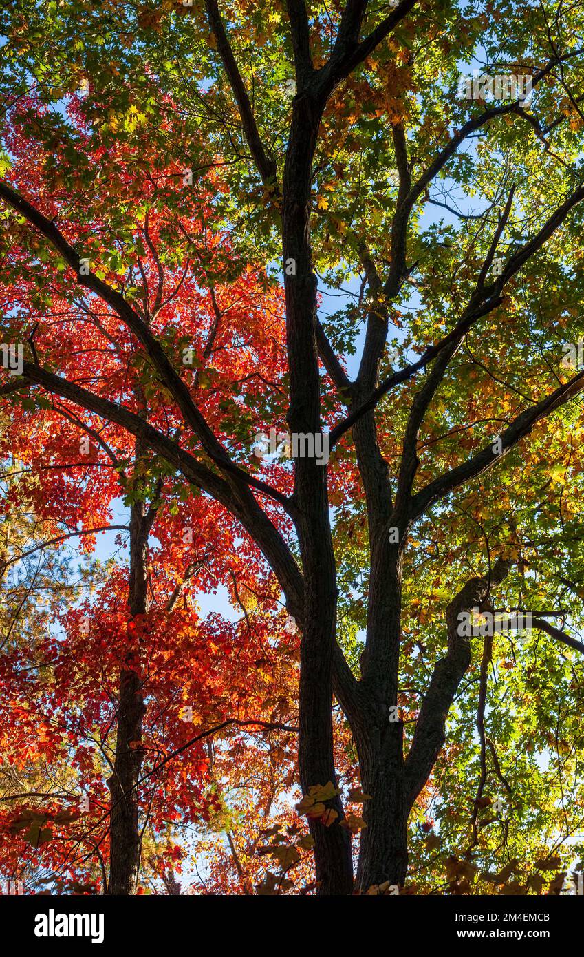 The canopy of an oak tree and a red maple tree, with leaves changing ...