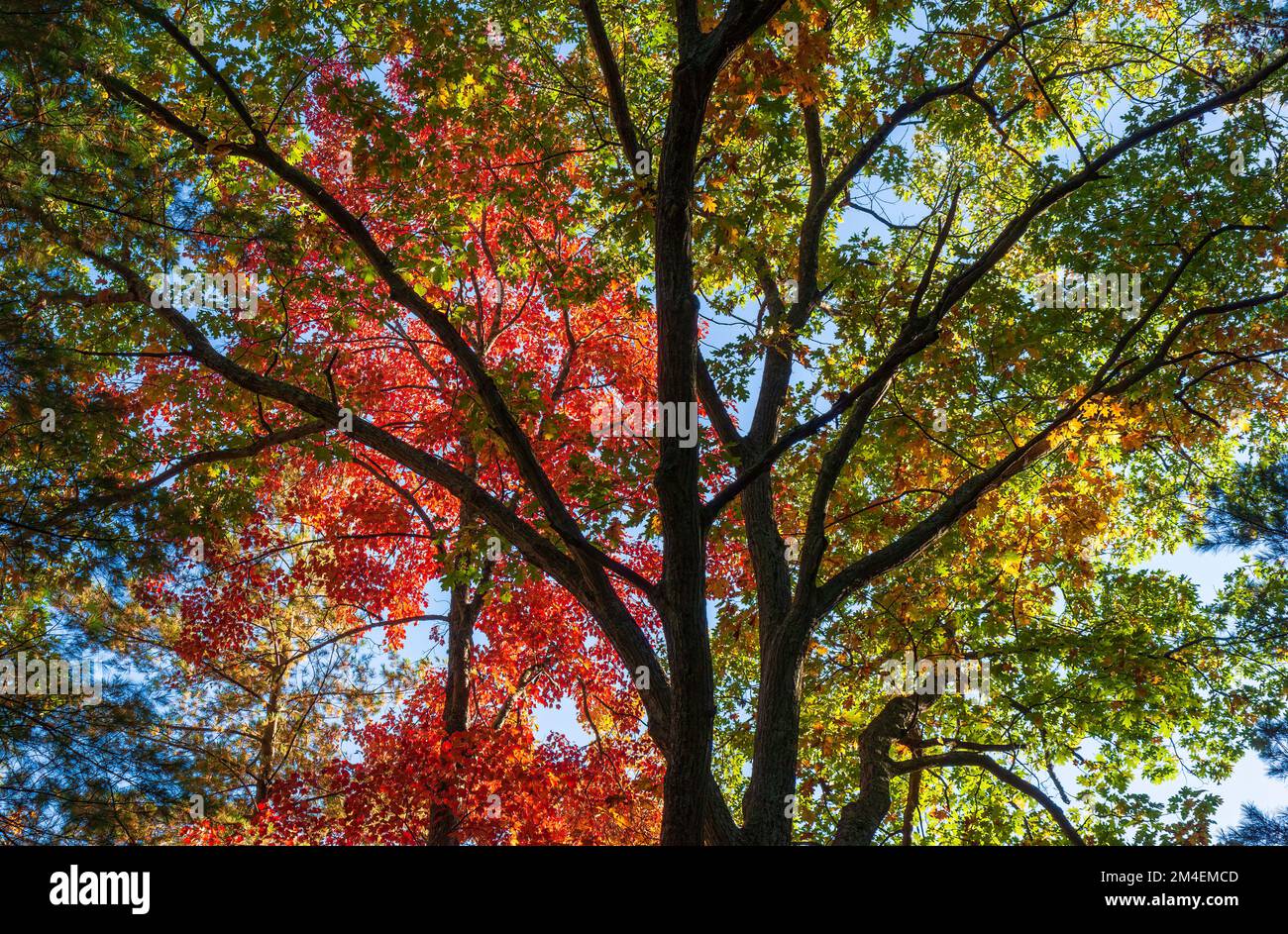 The canopy of an oak tree and a red maple tree, with leaves changing ...