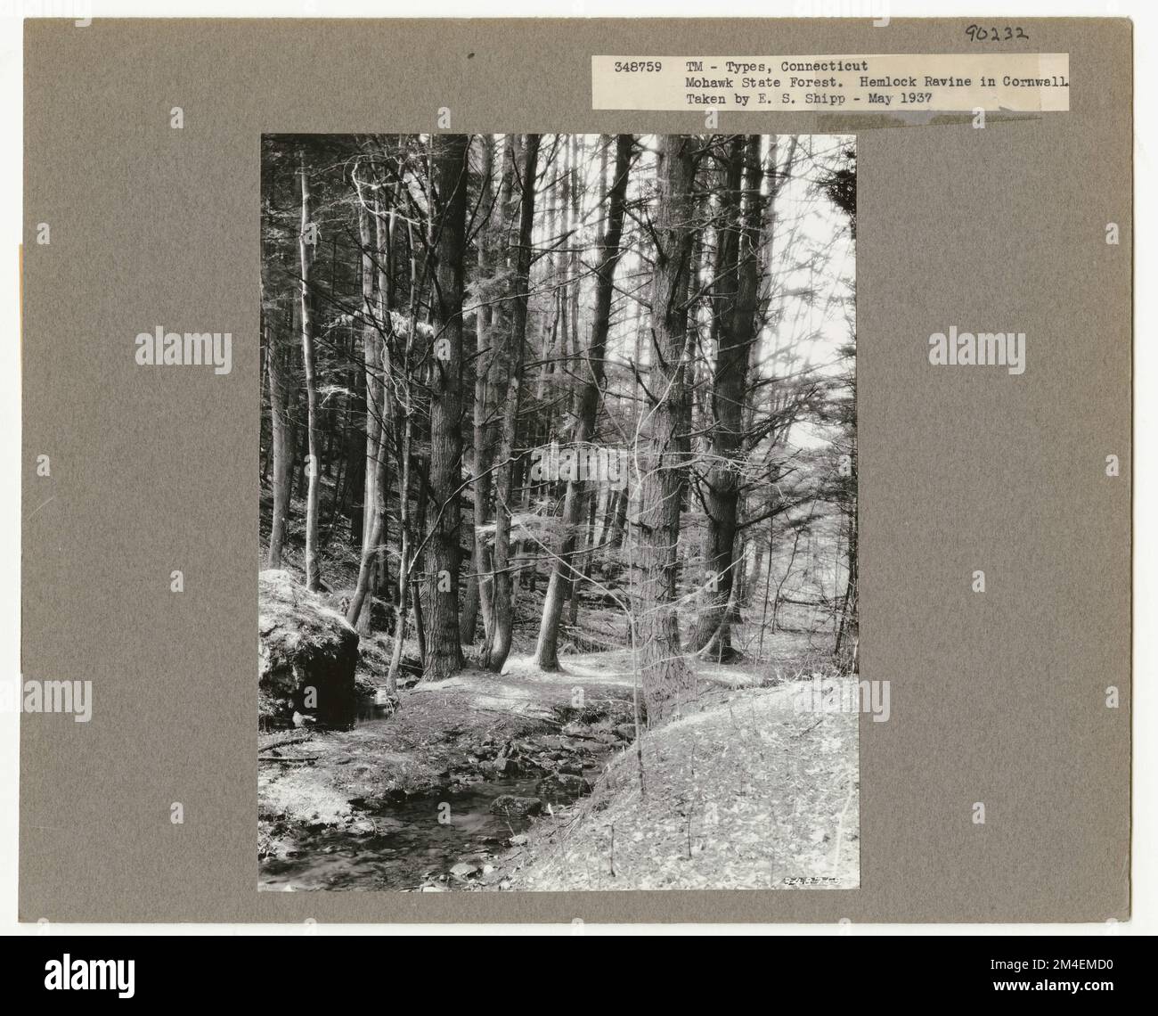 Timber Management: Types - Connecticut. Photographs Relating to ...