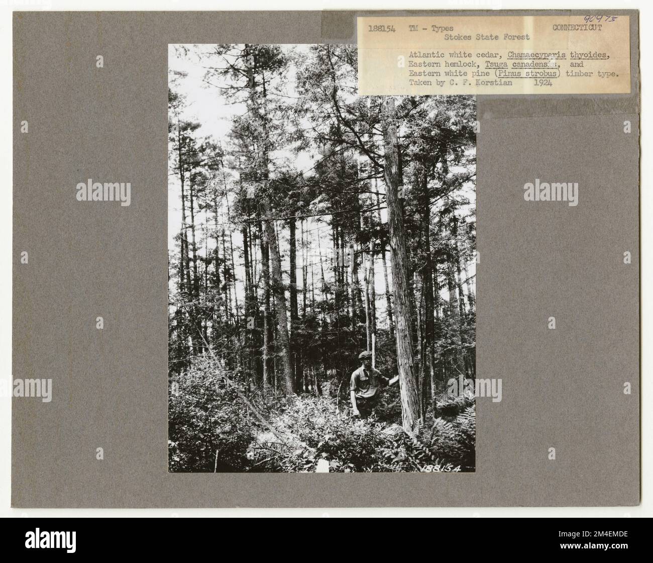 Timber Management: Types - Connecticut. Photographs Relating to ...