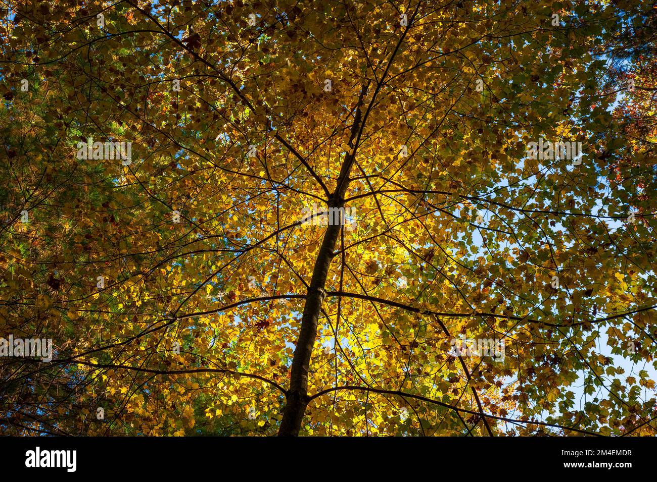 The canopy of a red maple tree (Acer rubrum) in golden fall foliage. Broadmoor Wildlife ...