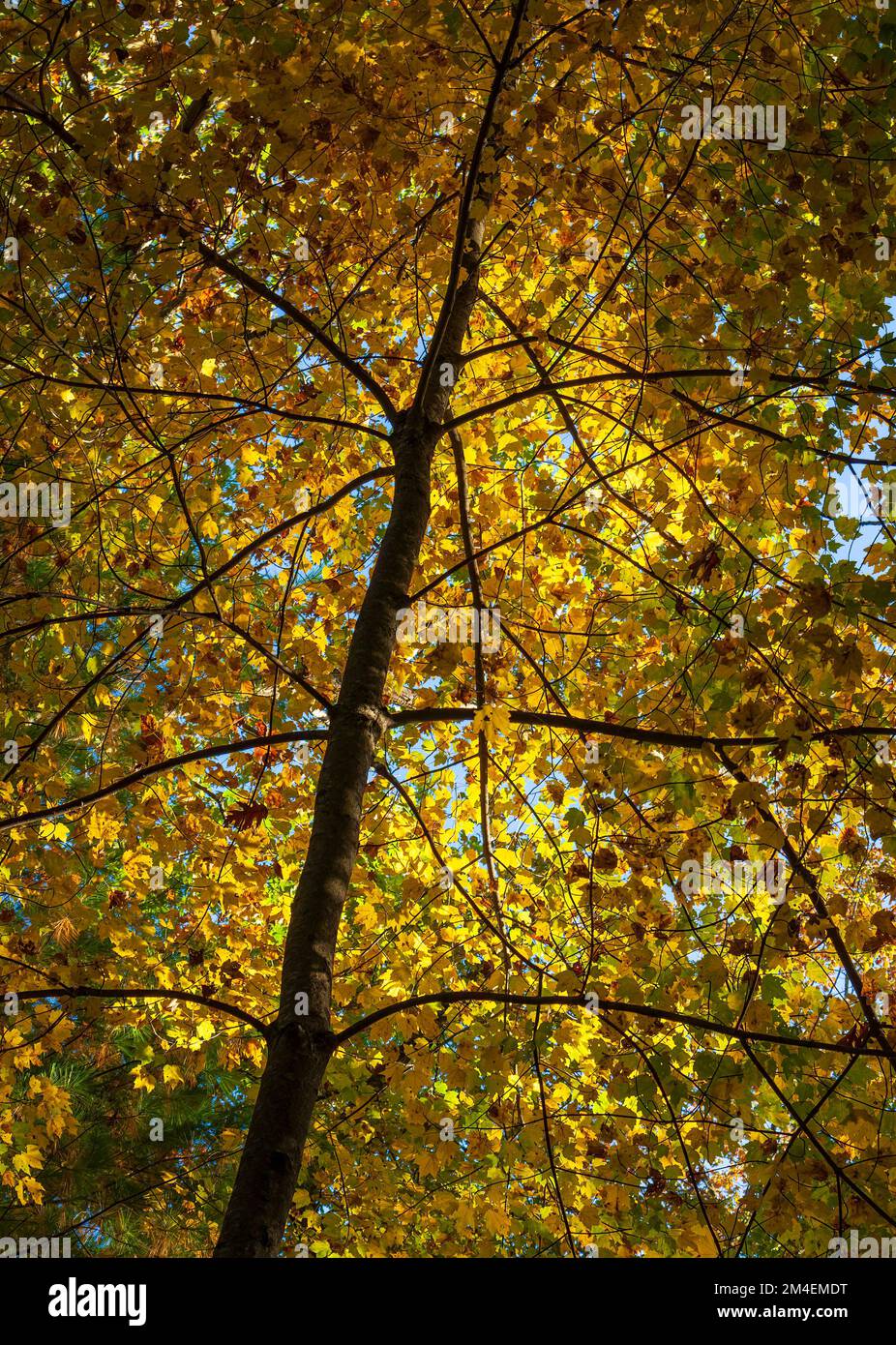 The canopy of a red maple tree (Acer rubrum) in golden fall foliage. Broadmoor Wildlife ...