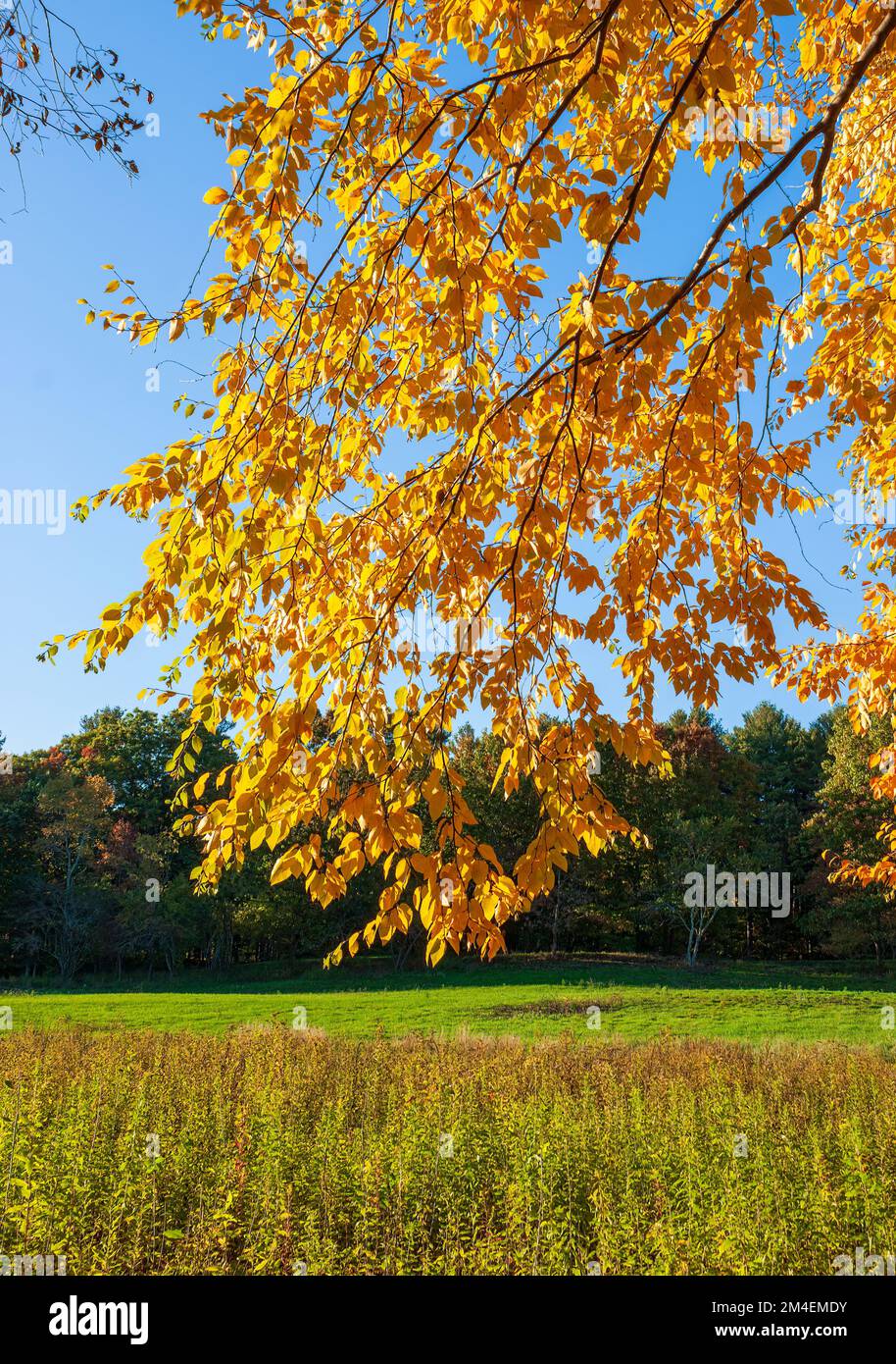The canopy of an American beech tree (Fagus grandifolia) in golden fall ...