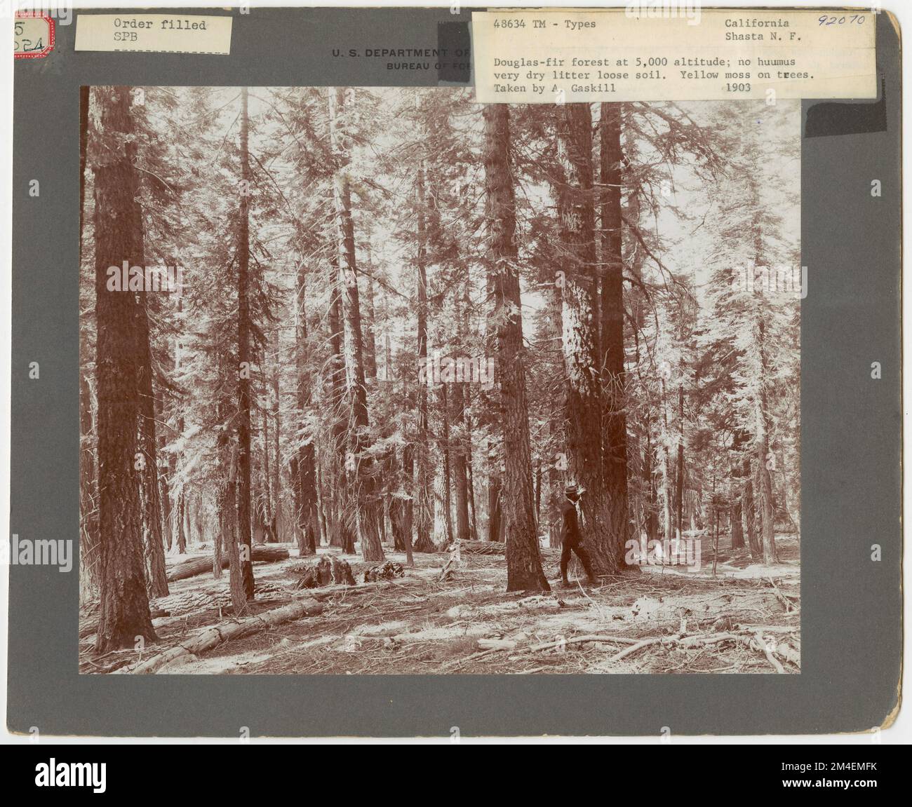 Timber Management: Types - California. Photographs Relating to National ...