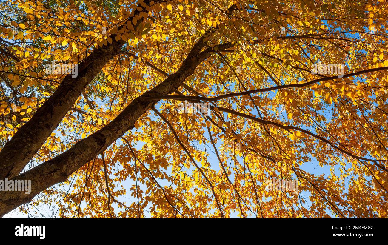 The canopy of an American beech tree (Fagus grandifolia) in golden fall ...
