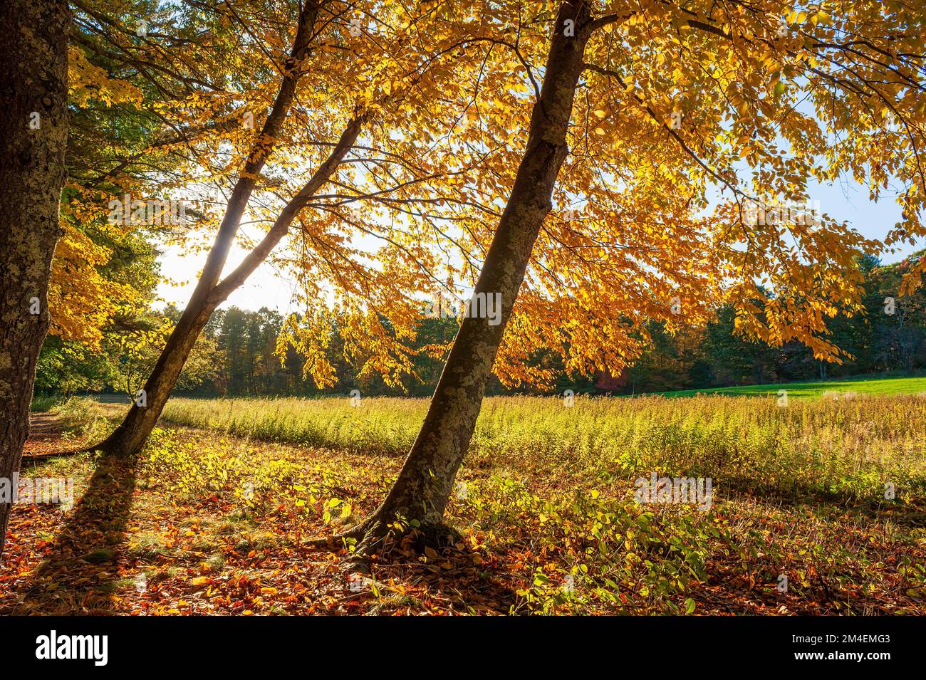 A grove of American beech trees (Fagus grandifolia) on a meadow's edge ...