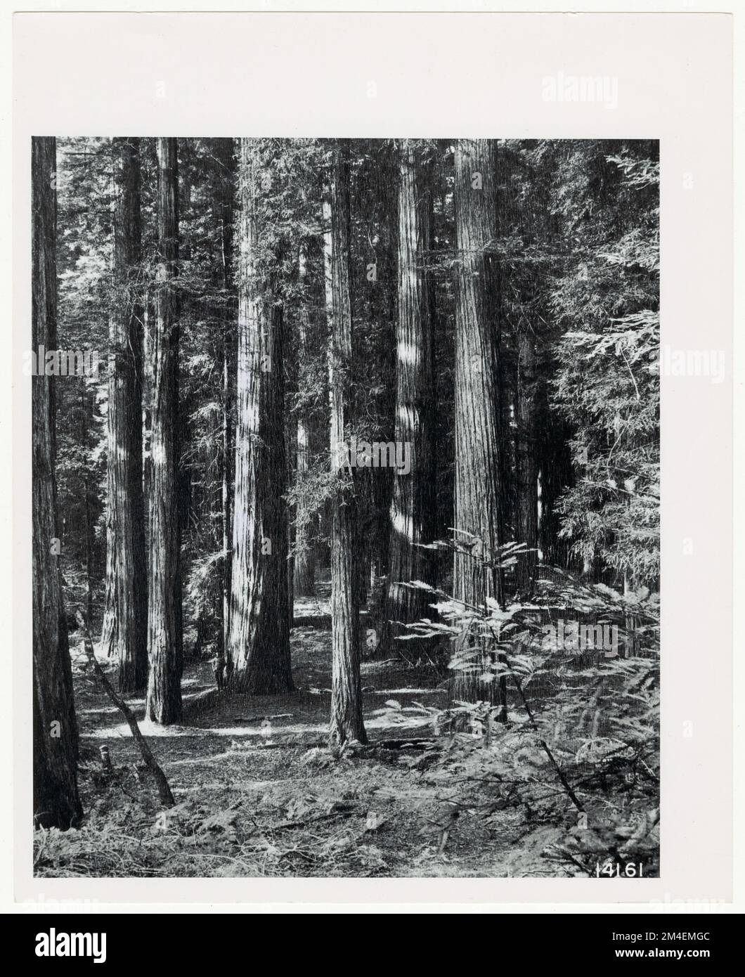 Timber Management: Types - California. Photographs Relating to National ...