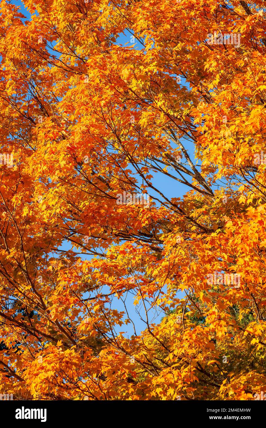 The canopy of a golden sugar maple (Acer saccharum) at peak fall ...