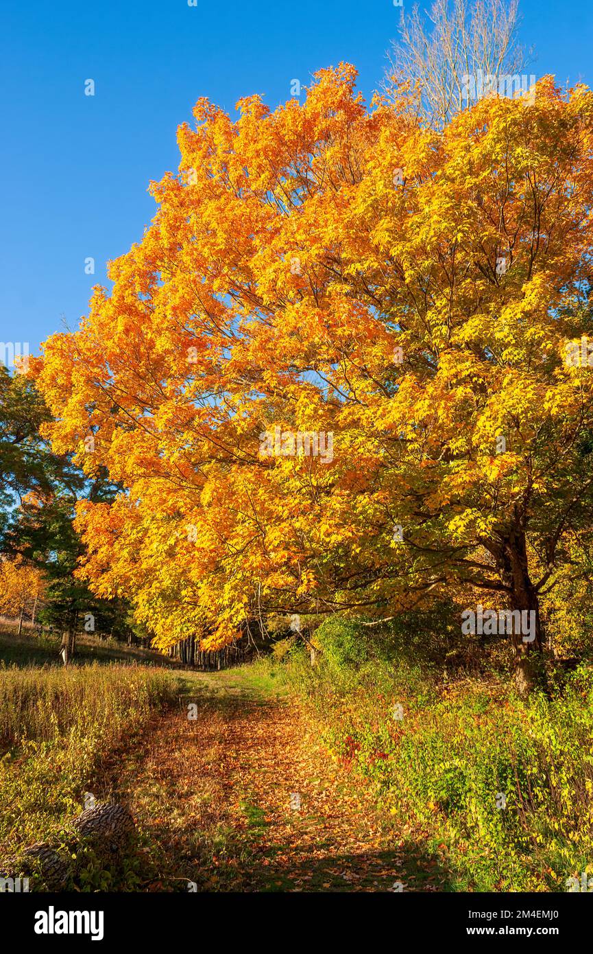 Trail passing by a golden sugar maple (Acer saccharum). Canopy in ...