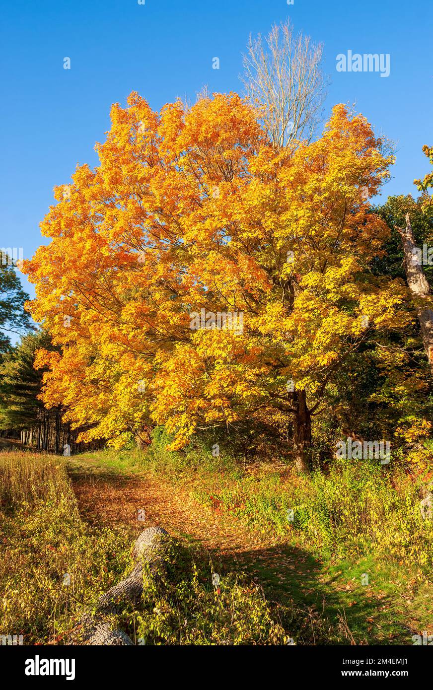 Trail passing by a golden sugar maple (Acer saccharum). Canopy in ...