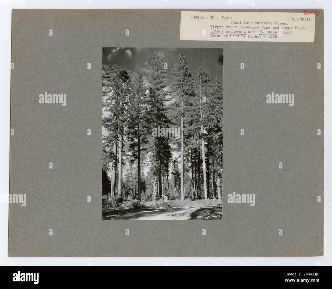 Timber Management: Types - California. Photographs Relating to National ...