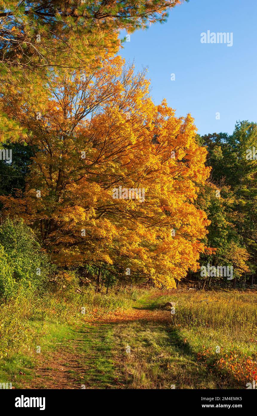 Trail passing by a golden sugar maple (Acer saccharum). Canopy in ...