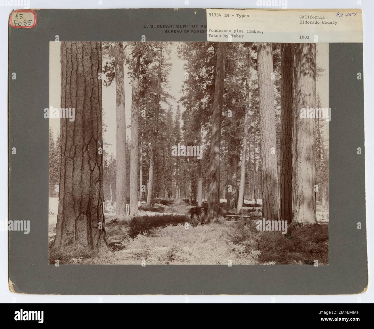 Timber Management: Types - California. Photographs Relating to National ...