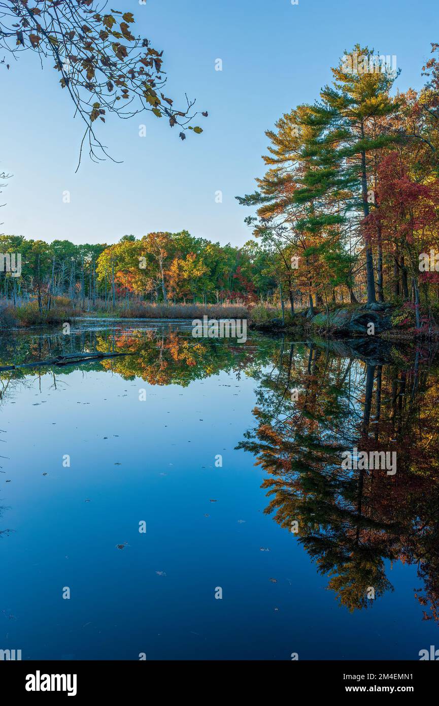 Landscape of a New England mixed forest in peak fall foliage at sunset ...