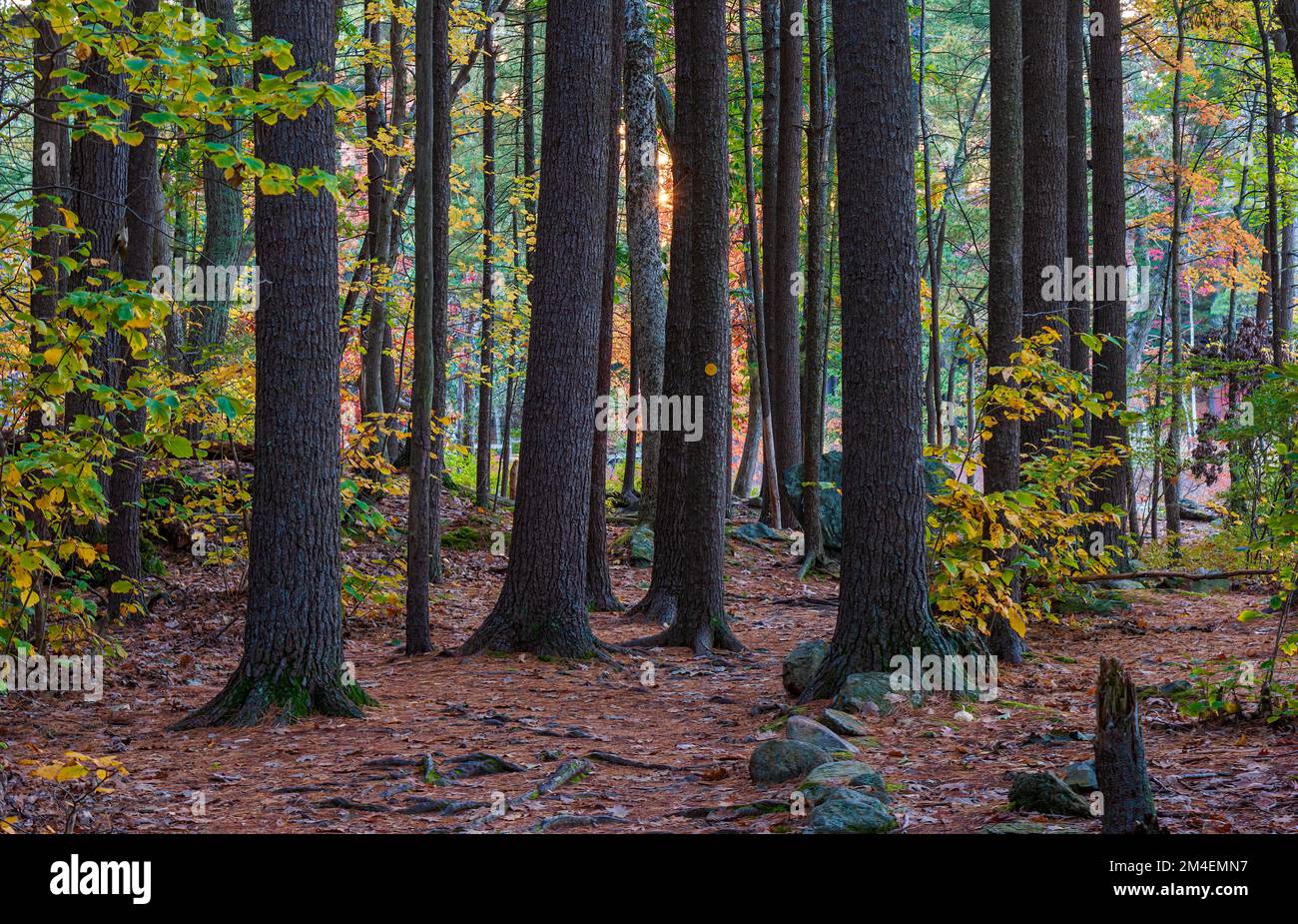 Trail through a stand of eastern white pine trees (Pinus strobus ...