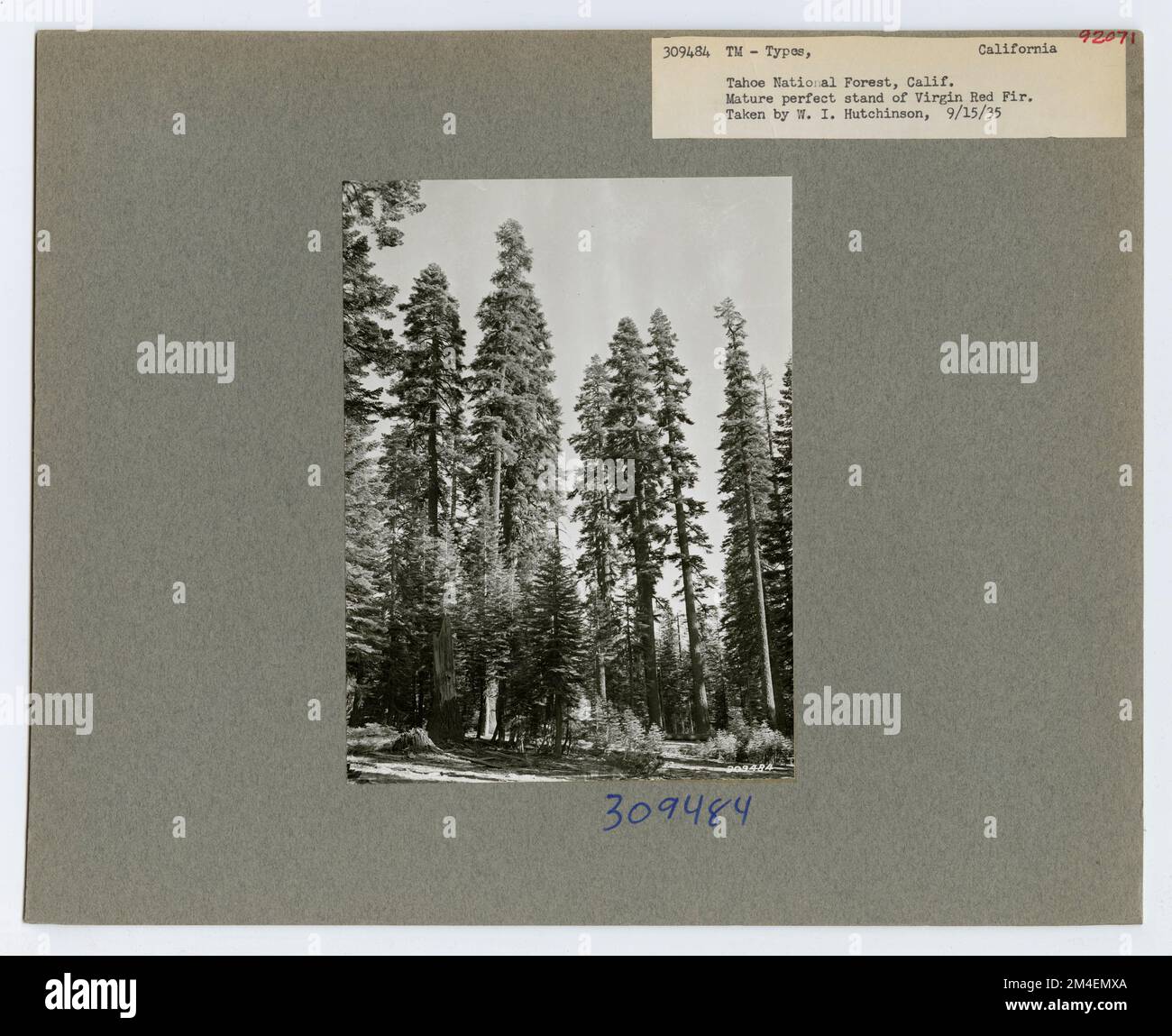 Timber Management: Types - California. Photographs Relating to National ...