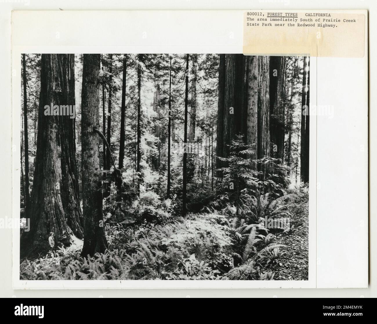 Timber Management: Types - California. Photographs Relating to National ...