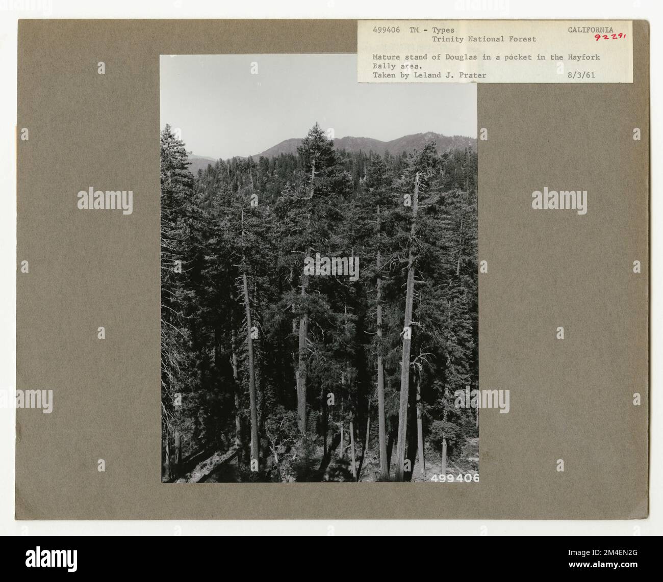Timber Management: Types - California. Photographs Relating to National ...