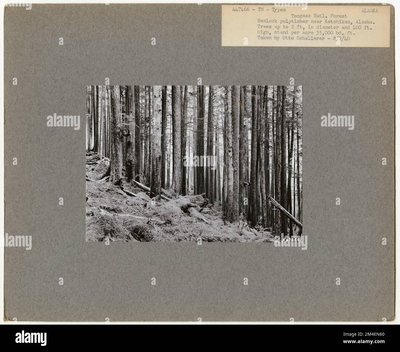 Timber Management: Types - Alaska. Photographs Relating to National ...