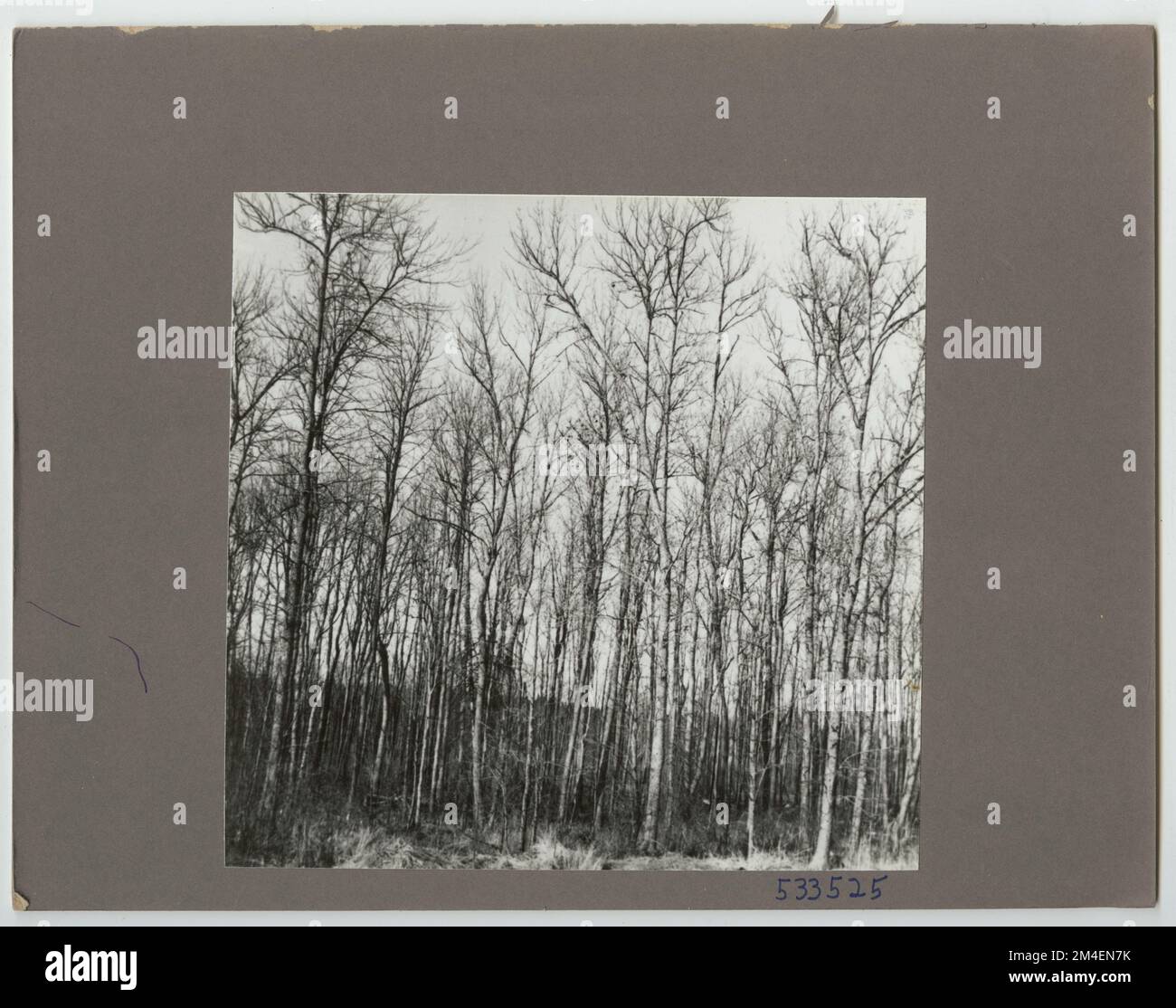 Timber Management: Types - General. Photographs Relating to National ...