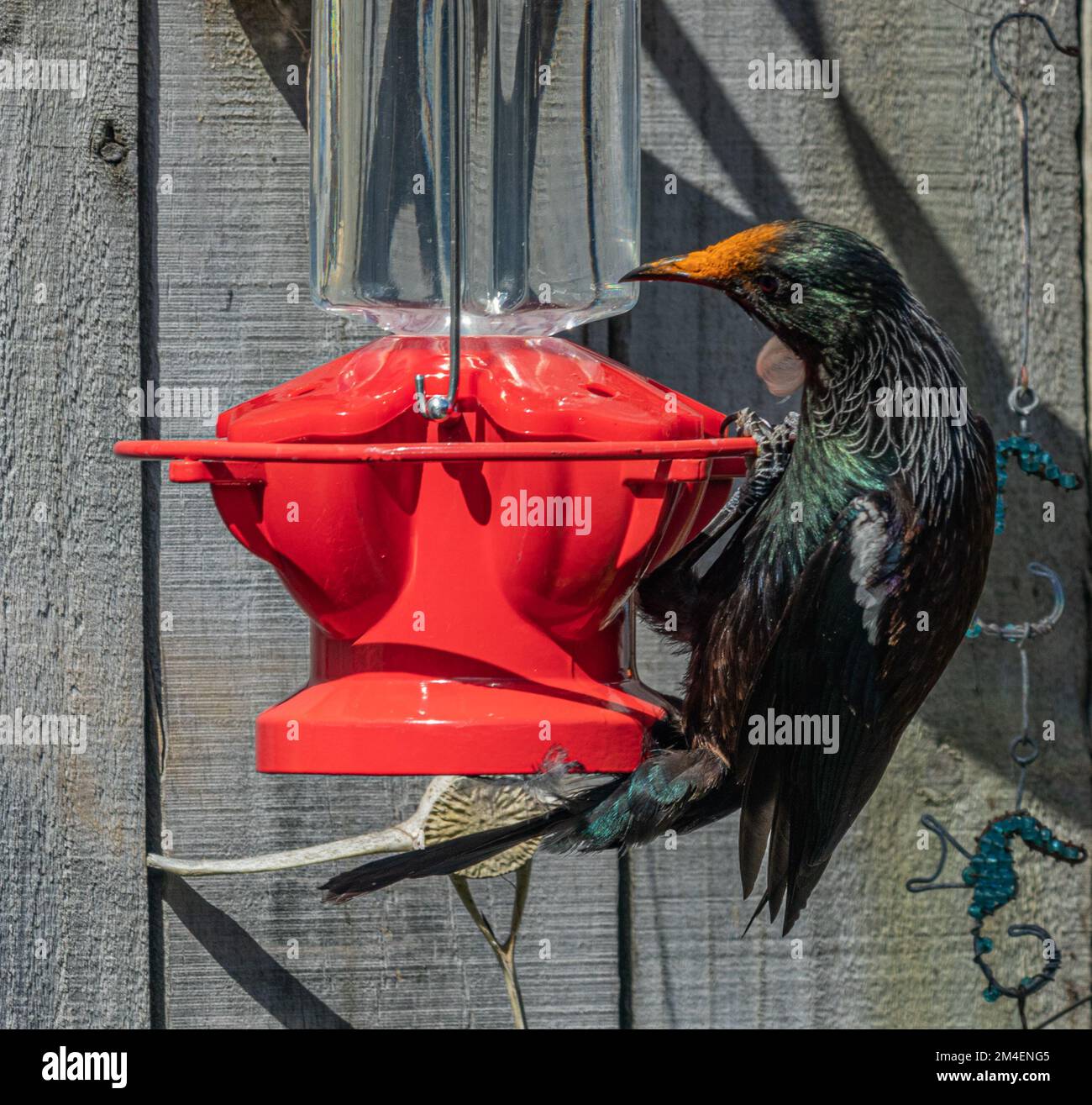 Pollen on birds feet hi-res stock photography and images - Alamy