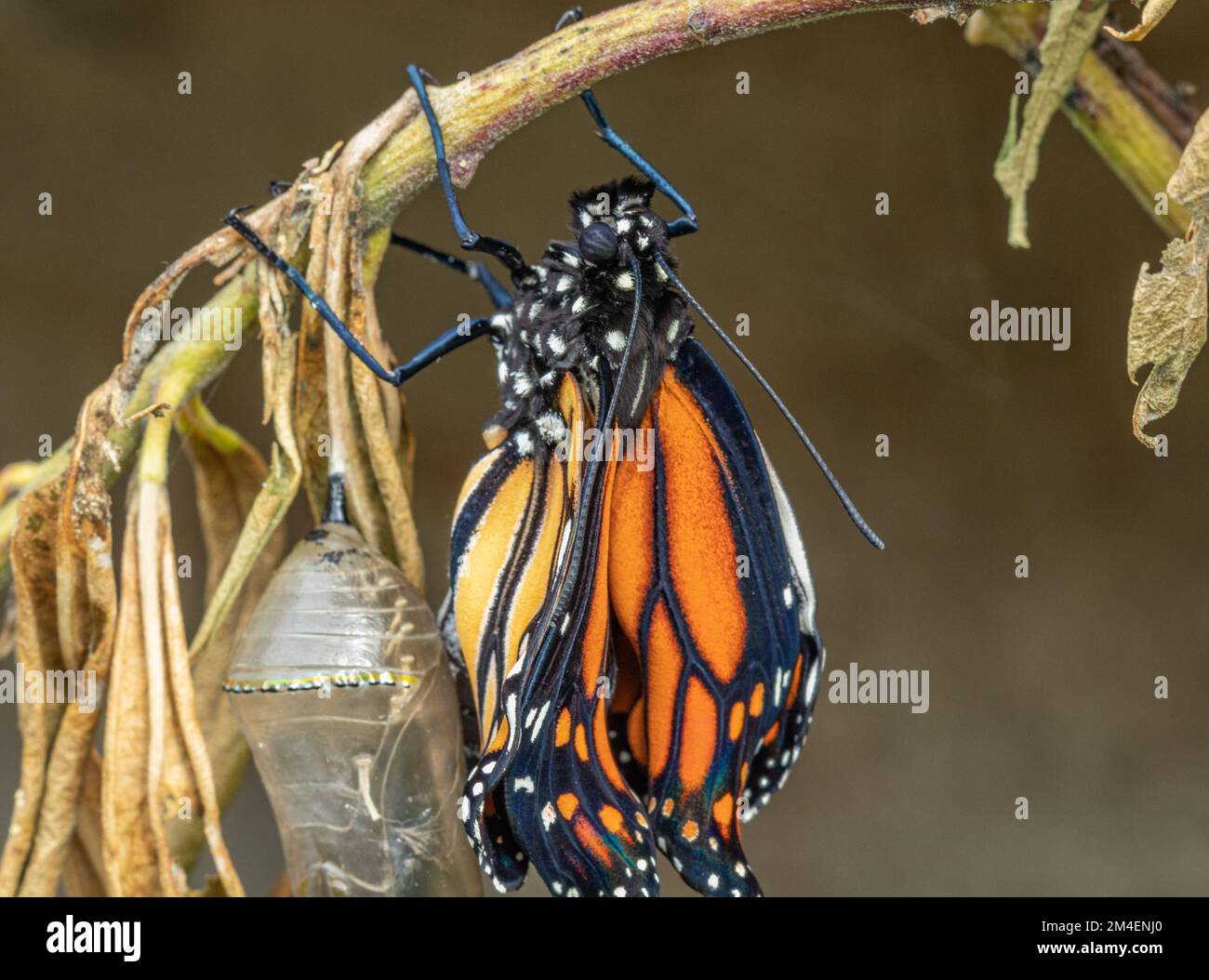 Newly hatched monarch butterfly Stock Photo - Alamy