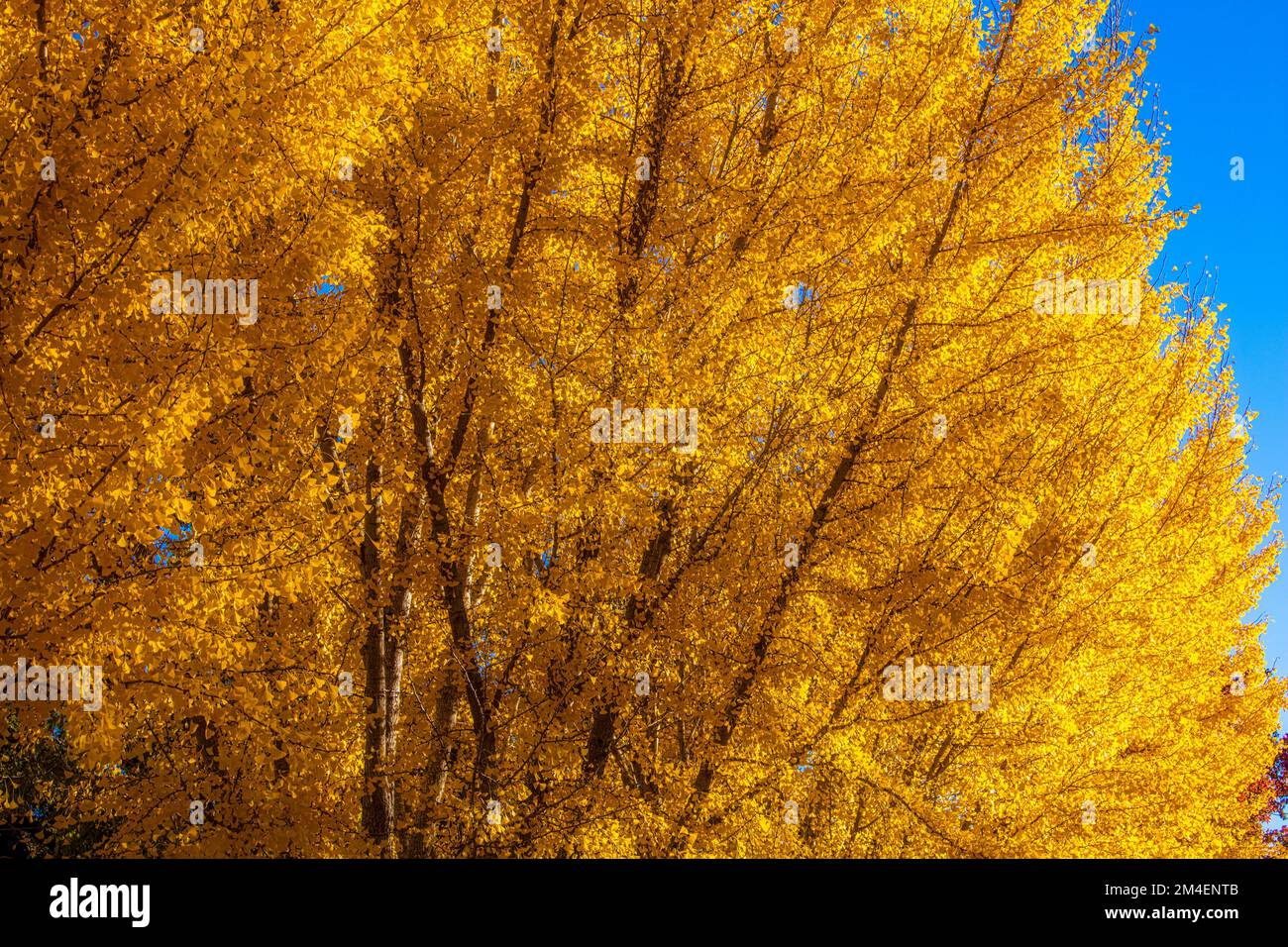 Ginko blue yellow hi-res stock photography and images - Alamy