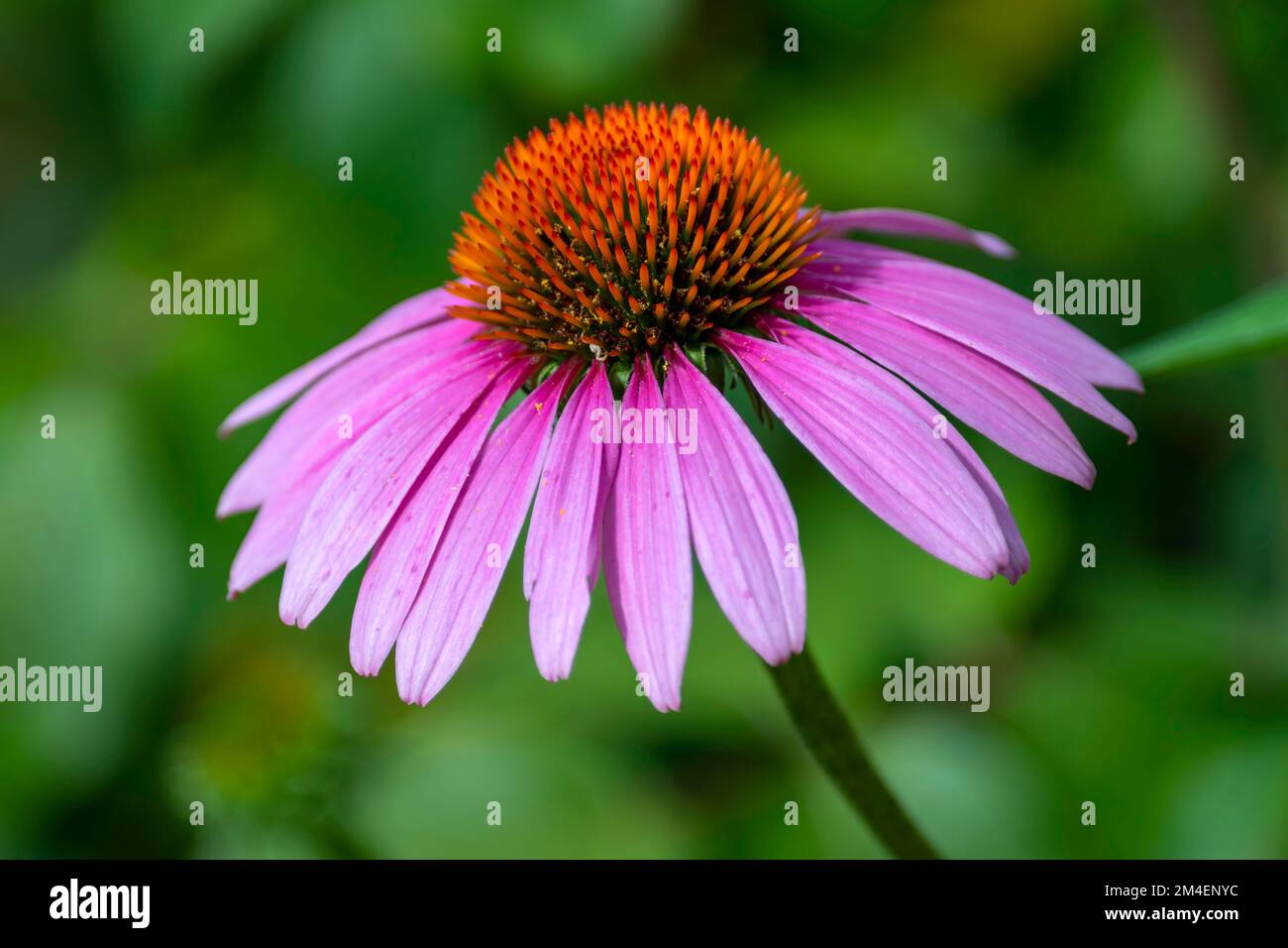 A closeup shot of a pink daisy Stock Photo - Alamy