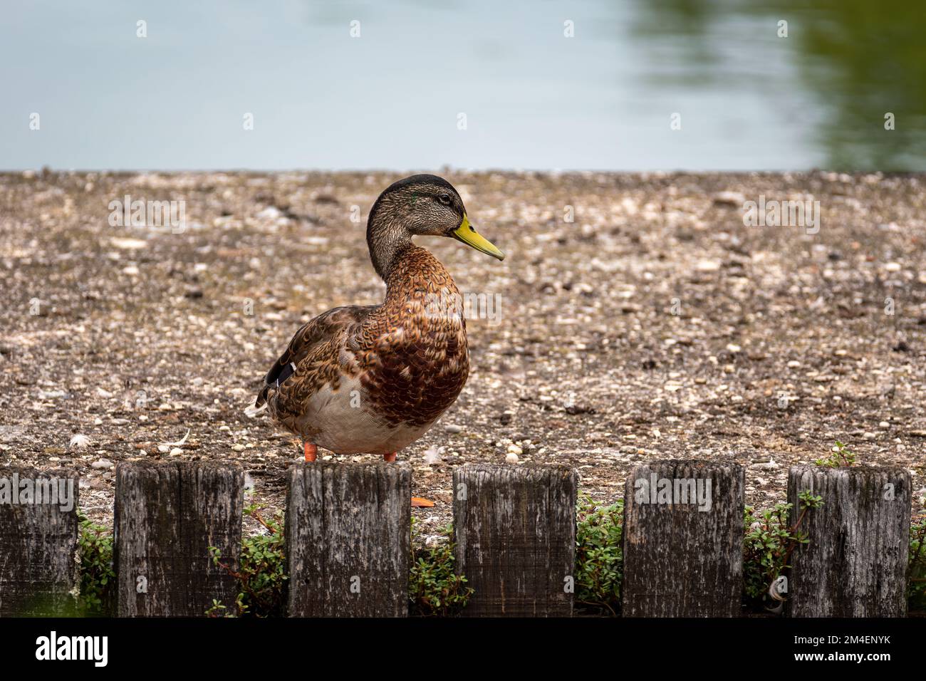 A closeup shot of a duck perched on a fence Stock Photo - Alamy