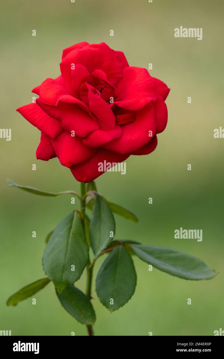 A vertical shot of a beautiful red rose Stock Photo - Alamy