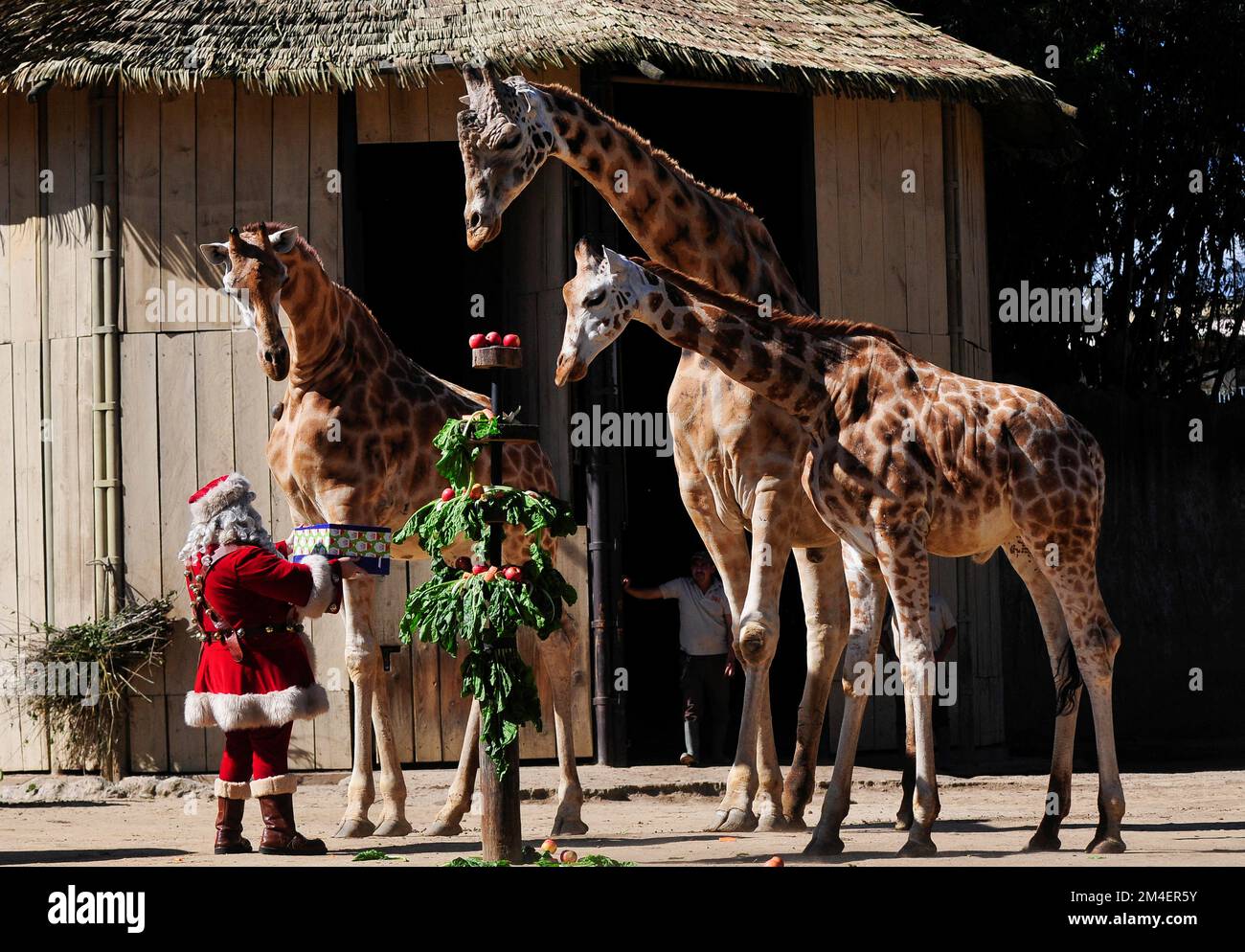 Aurora zoo guatemala hi-res stock photography and images - Alamy