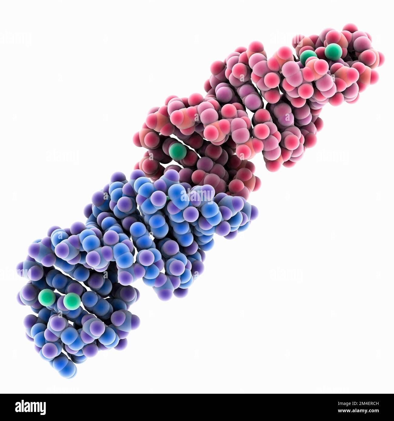 26-mer stem-loop RNA, molecular model Stock Photo - Alamy