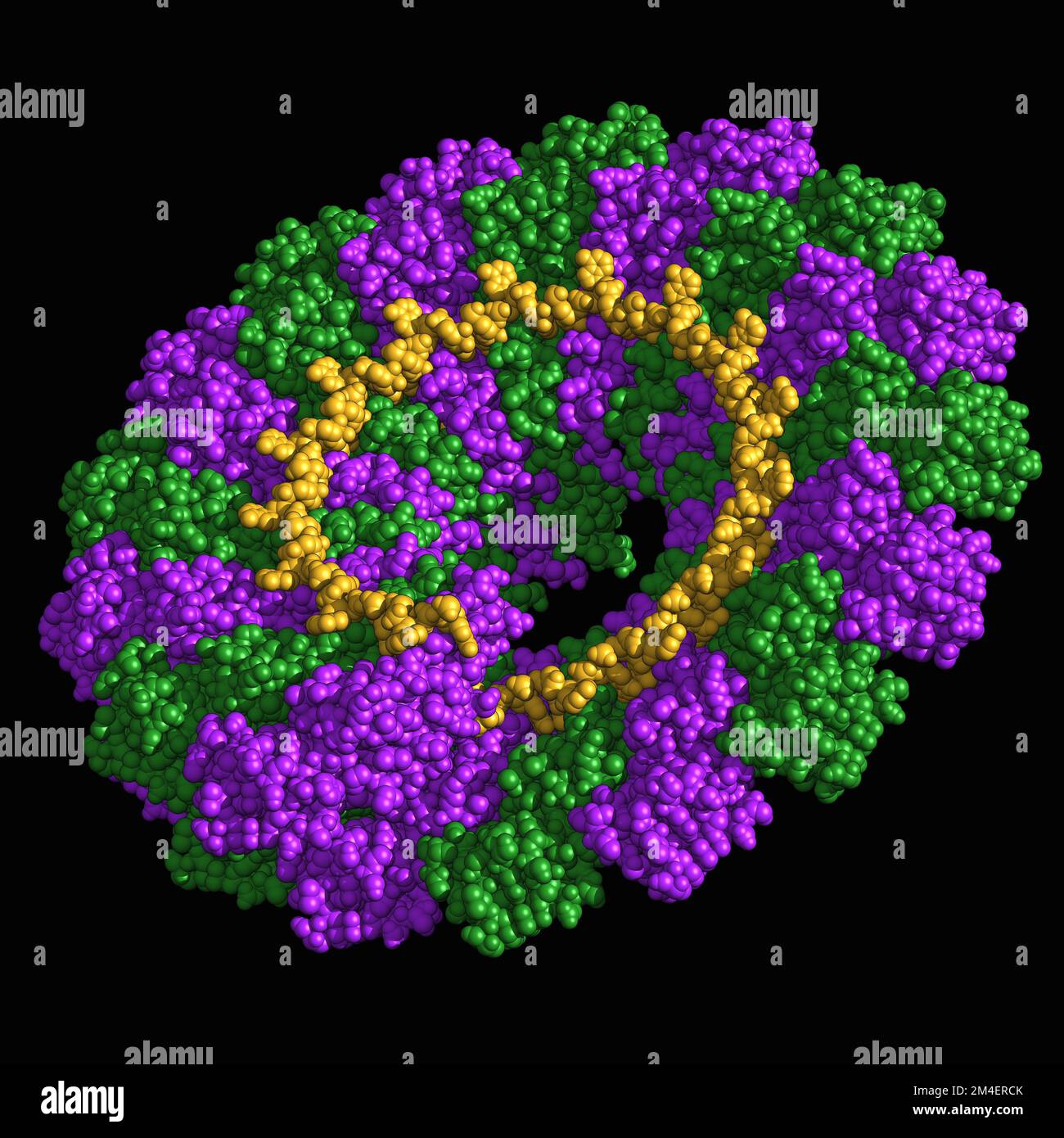 Tobacco mosaic virus capsid, molecular model Stock Photo - Alamy