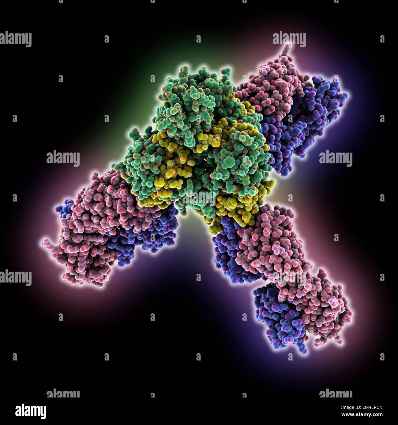 Marburg virus glycoprotein GP complex, molecular model Stock Photo - Alamy