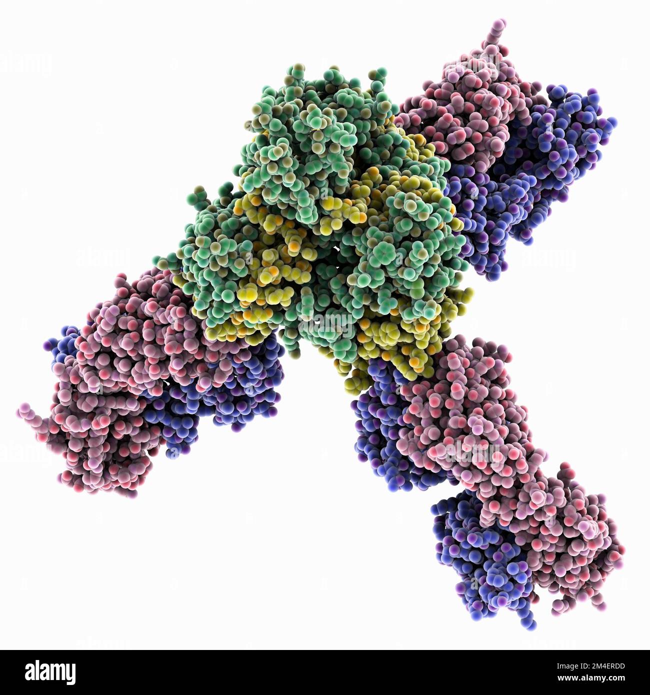 Marburg virus glycoprotein GP complex, molecular model Stock Photo - Alamy