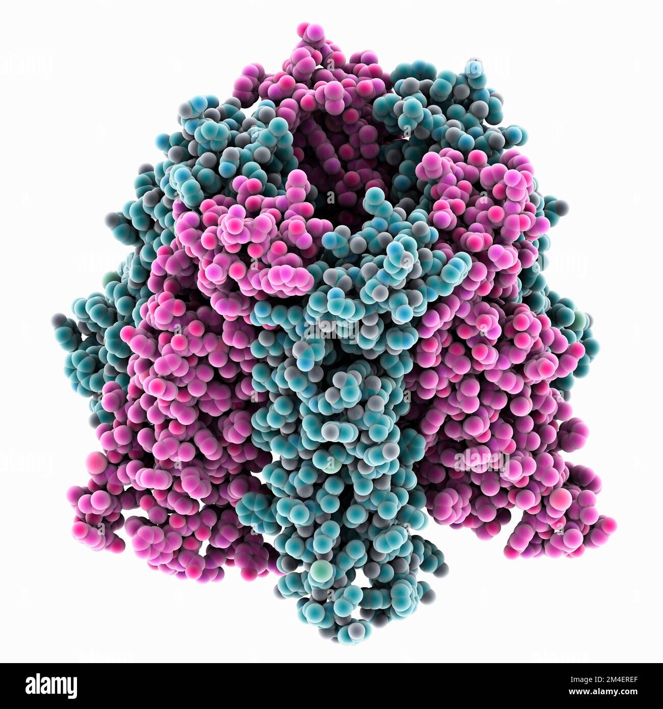 Human connexin 26 hexamer, molecular model Stock Photo - Alamy