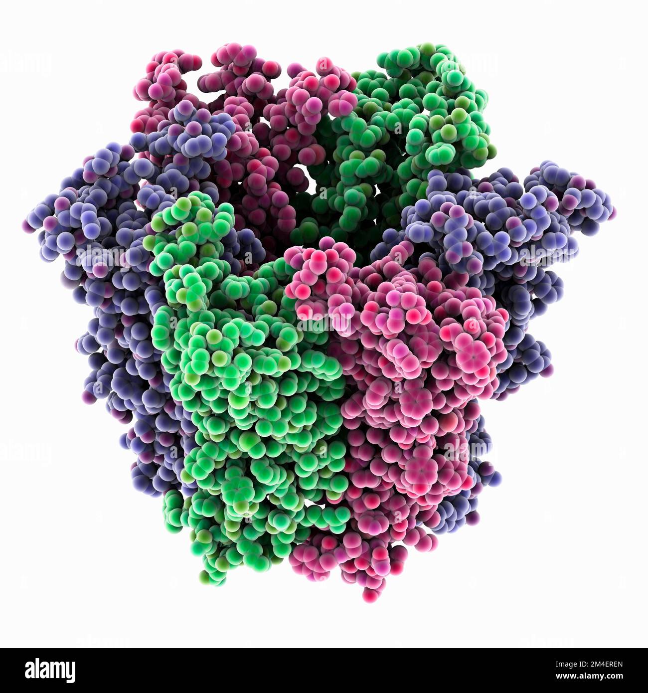 Human connexin 26 hexamer, molecular model Stock Photo - Alamy